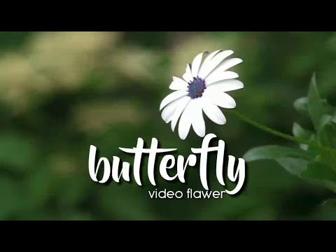 Video Bokeh Video Butterfly