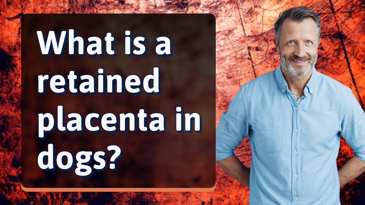 What is a retained placenta in dogs? - YouTube