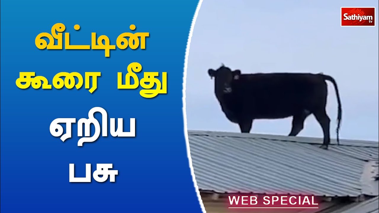 வீட்டின் கூரை மீது ஏறிய பசு | Cow | Web Special | sathiyam tv - YouTube