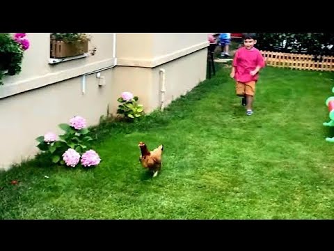 Fatih Selim ile Yusuf tavukları kümesten çıkardı.Civcivler çok tatlı dışarı kaçmasınlar nöbet tutalı