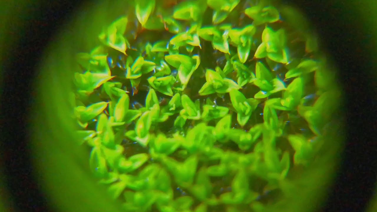 Musgo En Un Microscopio - YouTube
