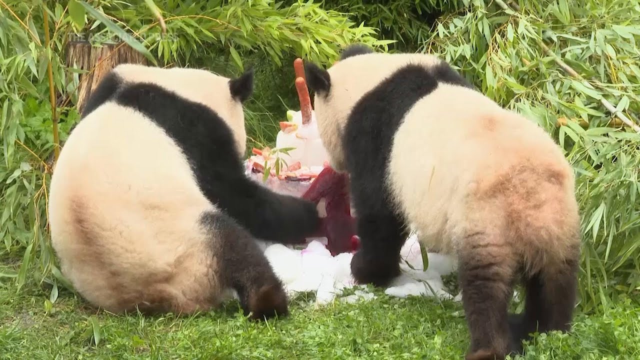 Berlin pandas celebrate Birthday - YouTube