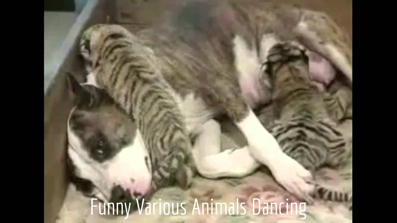 Funny Various Animals Dancing - YouTube