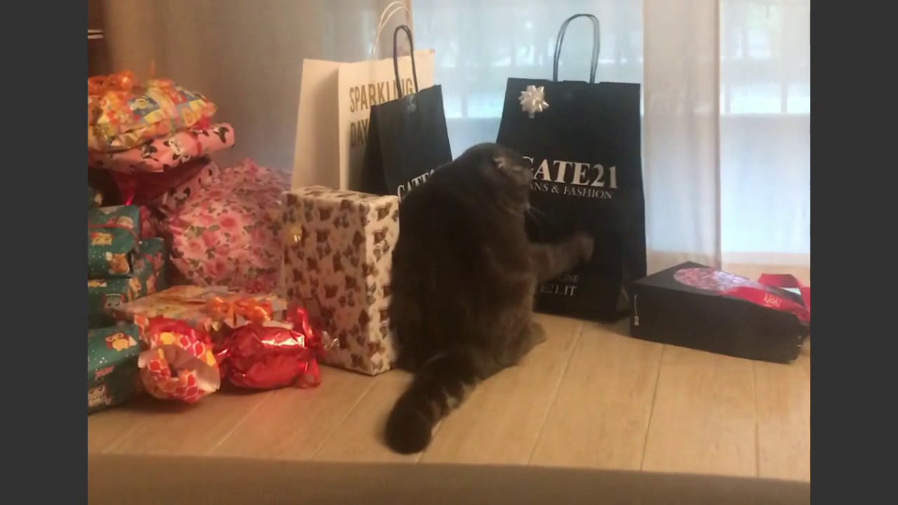 La curiosità di Ciccio gatto!!! - YouTube