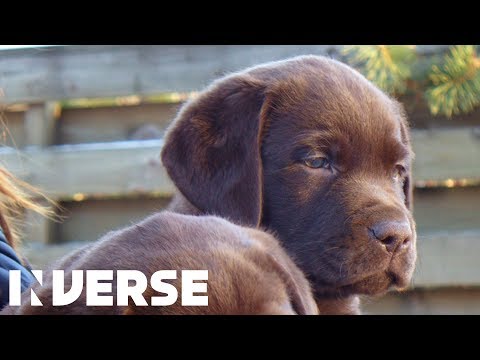 Among Labradors, which breed has the lowest lifespan? [Expert Opinion]