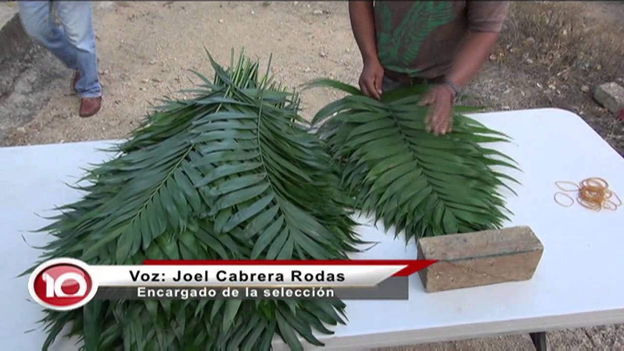 Promueven cultivo sustentable de palma camedor en la reserva de la ...
