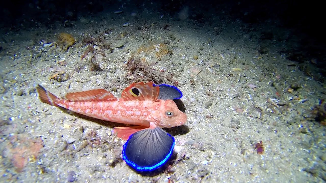 Eastern Spiny Gurnard, Colours Reef, May 2019 - YouTube