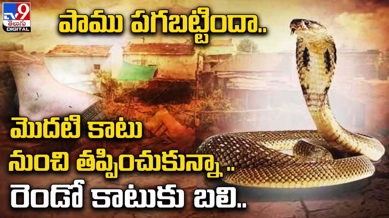Man Survives First Snake Bite, Dies After Second Bite In 5 Days - TV9D ...