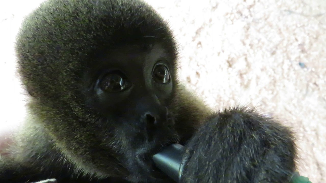Rescued baby Woolly Monkey getting bottle-fed - YouTube