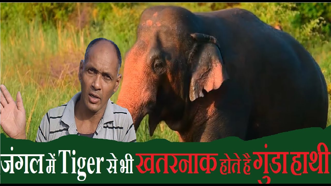 In Jungle single elephant (गुंडा हाथी) is more dangerous than tiger ...