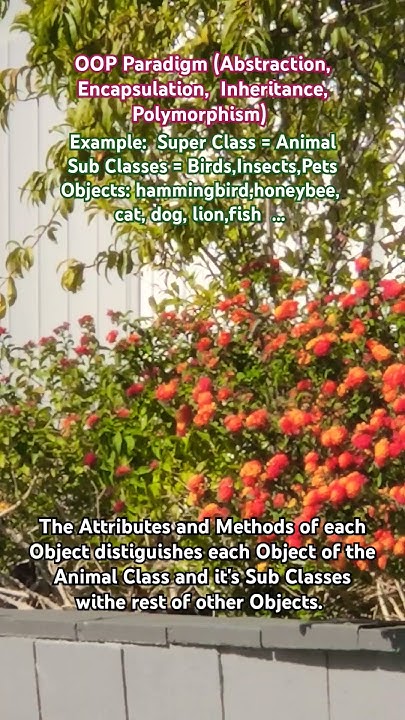 OOP Paradigm (Abstraction, Encapsulation, Inheritance, Polymorphism) - YouTube