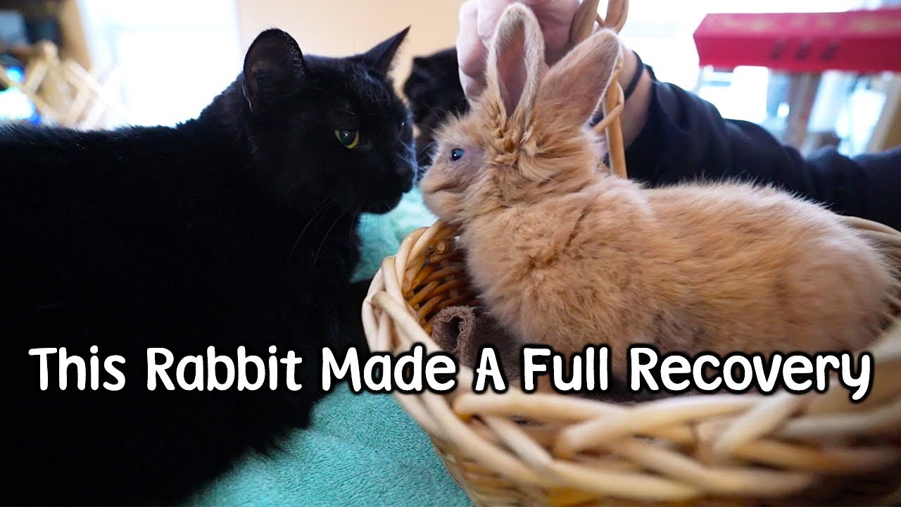 Teddy the Rescued Rabbit Makes a Recovery, and Friends - YouTube
