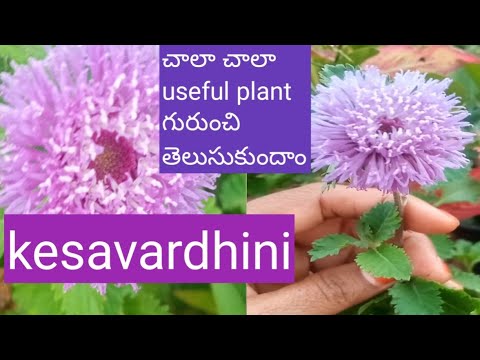 Kesavardhini plant # Plants leaves used in Hair Oil#terrace # ...