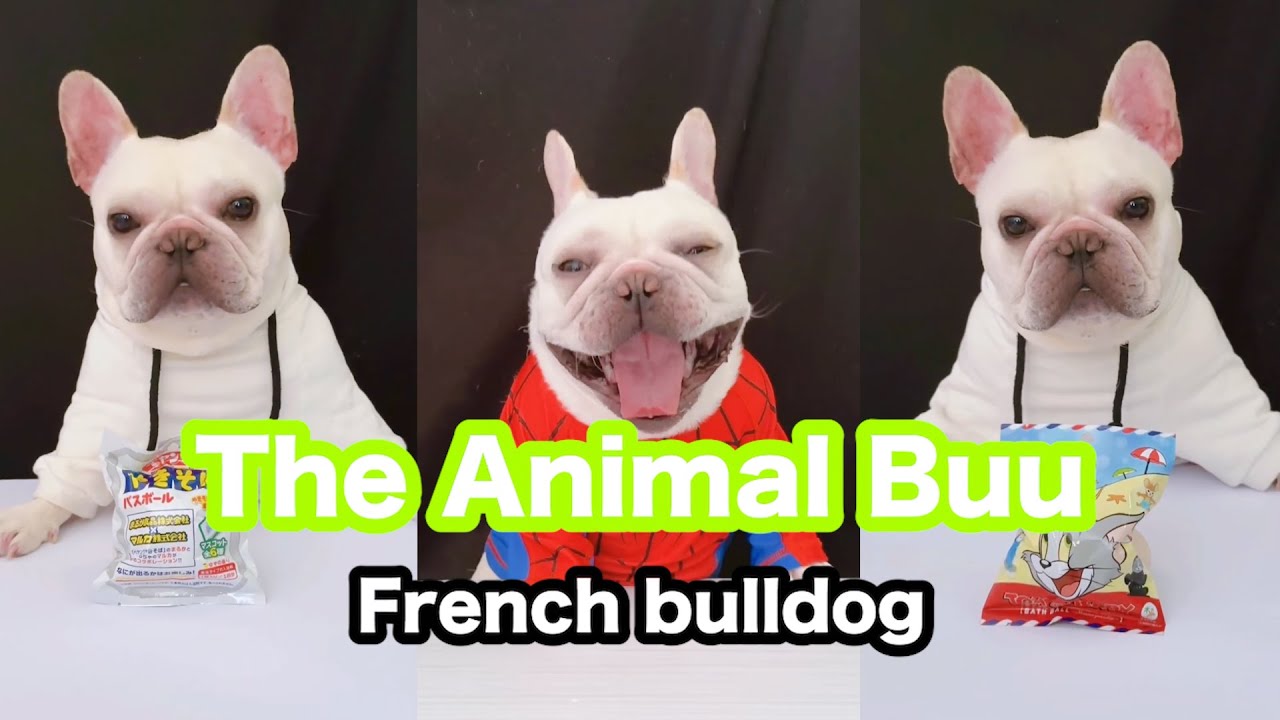 The Animal Buu Compilation | the most Fuuny collection164 #theanimalbuu ...