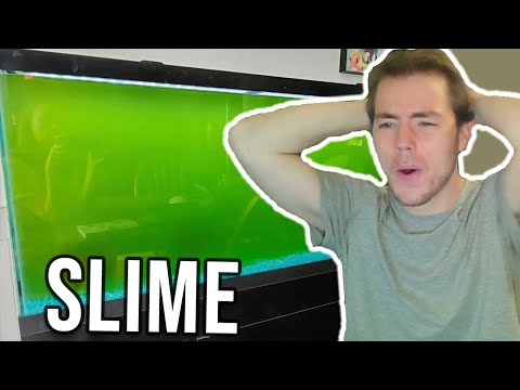 Fish Biologist reacts to DISGUSTING Aquariums - YouTube