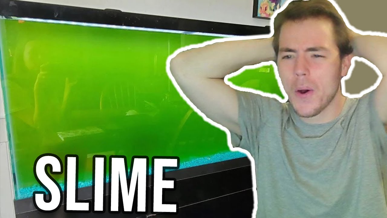 Fish Biologist reacts to DISGUSTING Aquariums - YouTube