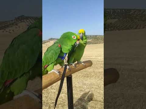 LOROS FELICES HABLANDO KUKU 🤣