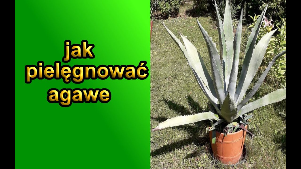 Jak pielęgnować agawe - YouTube