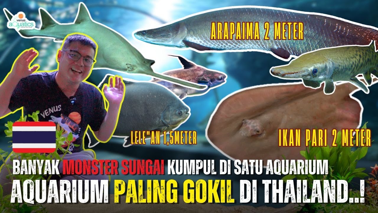Hiu gergaji 7 meter‼️ Pari ,Arapaima dan banyak ikan monster lainnya ...