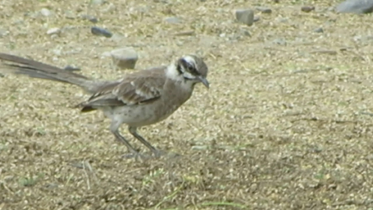 Pajaro Chisco - Fauna Lambayecana - YouTube