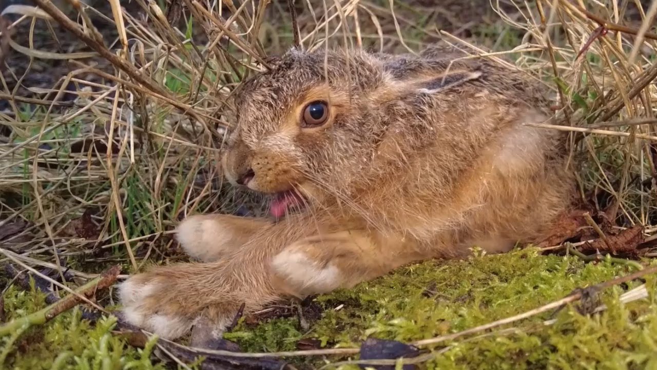 And Stretch... ️ | Adorable Baby Hare 🐇Takes a Big Stretch 🥱 #Shorts ...