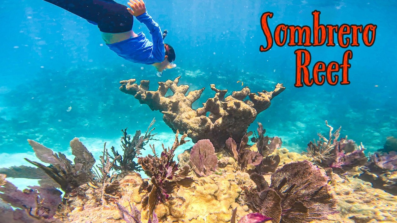 SOMBRERO REEF | Snorkel The Most INCREDIBLE Reef in The Florida Keys ...