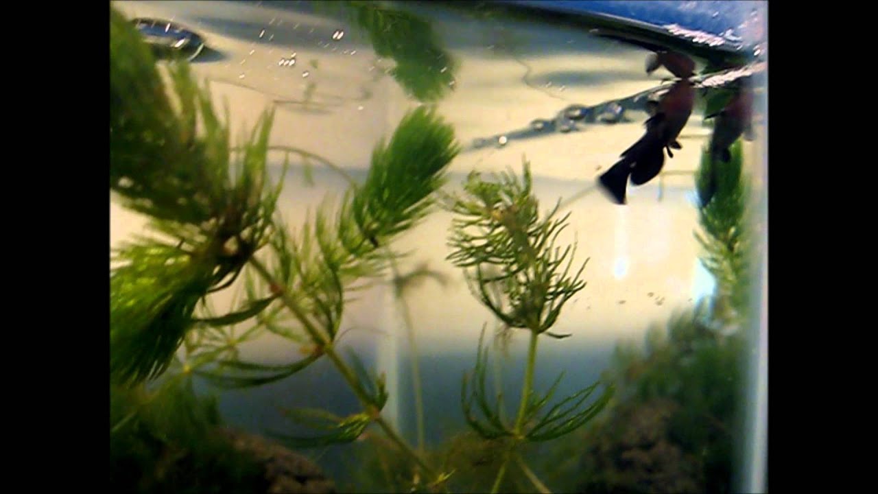 Baby Bullhead - YouTube