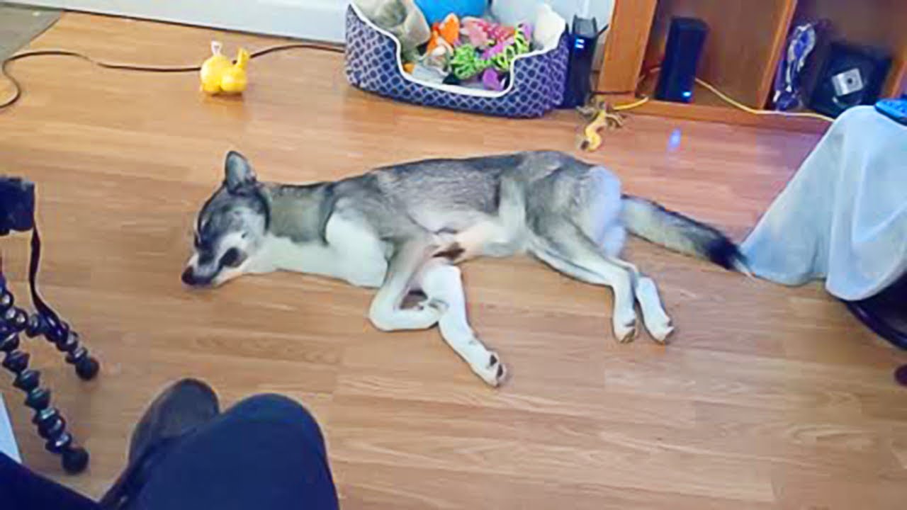 Dreaming husky twitches like animatronic robot during nap - YouTube