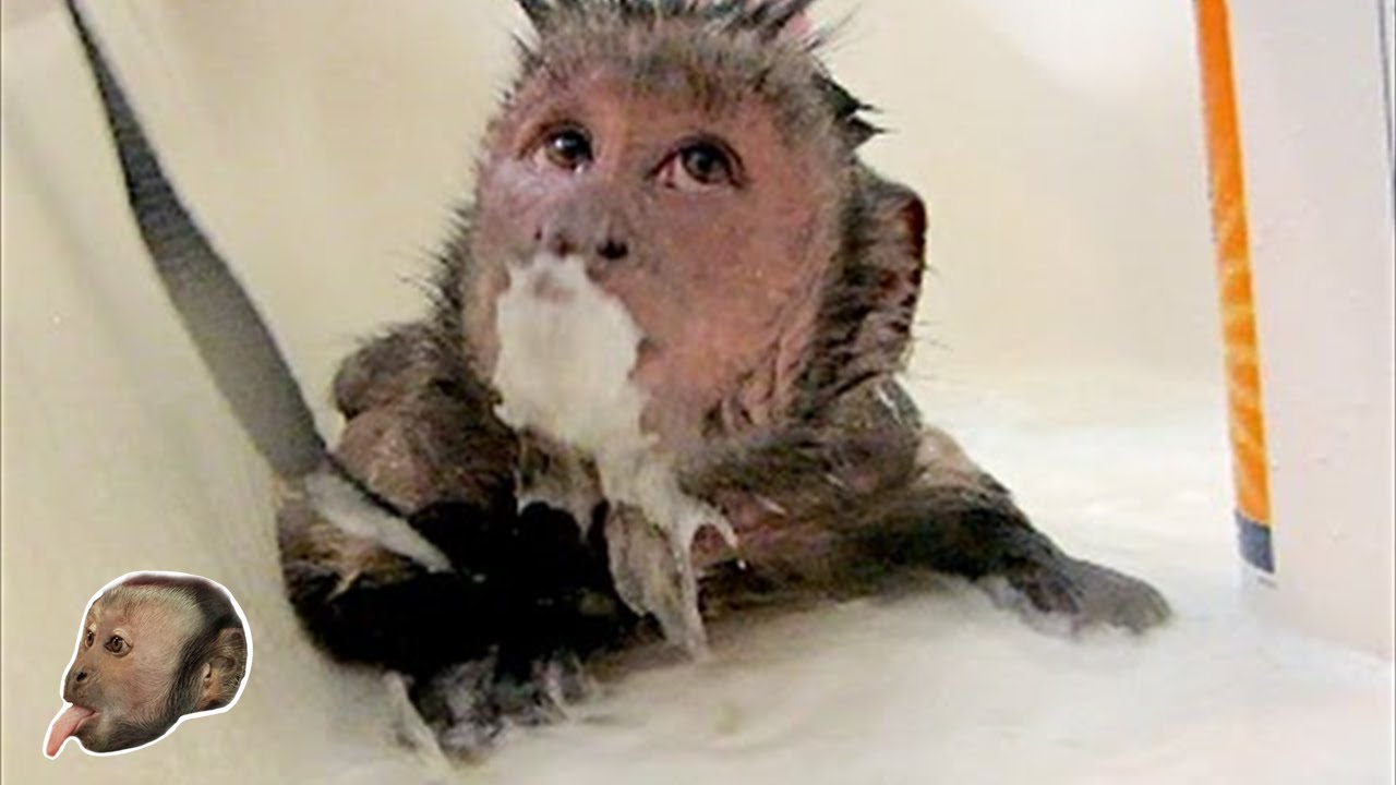 Capuchin Monkey HOT Soapy Shower - YouTube