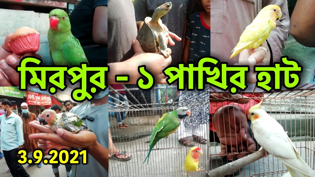শখের পাখি কিনুন | মিরপুর ১ পাখির হাট | Birds Price in Bangladesh 2021 ...