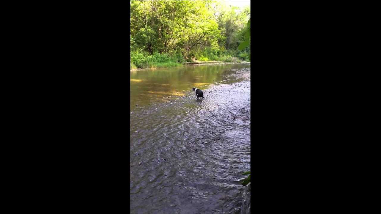 Stella pooping in a creek - YouTube