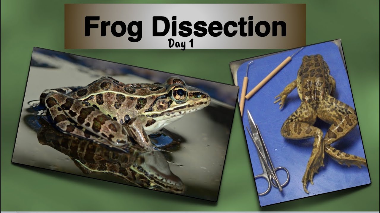 Frog Dissection Day 1 - YouTube