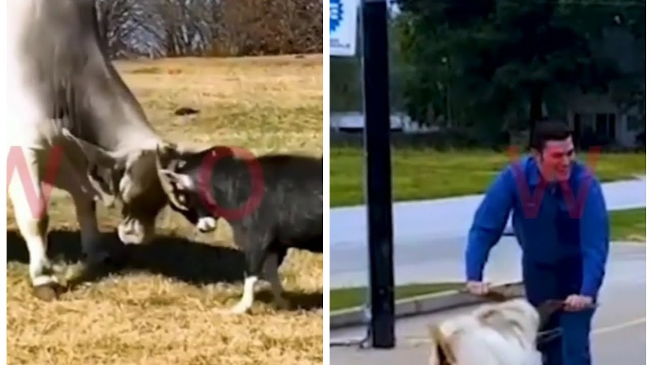 animal funny video😯😯😀😀😀.animal satisfy video best satisfied WOW satisfy ...