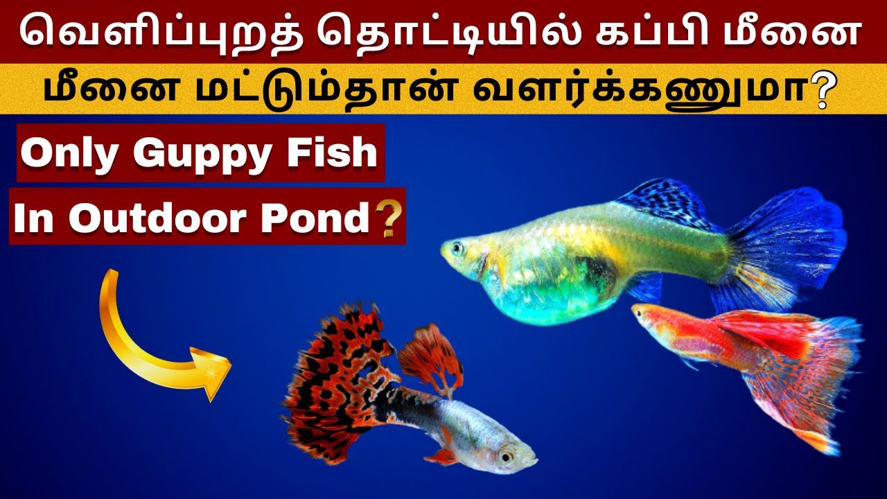 வெளிப்புறத் தொட்டியில் கப்பி மீனை மட்டும்தான் வளர்க்கணுமா? | Guppy Fish ...