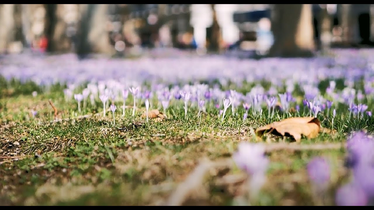 march sun in dresden - YouTube
