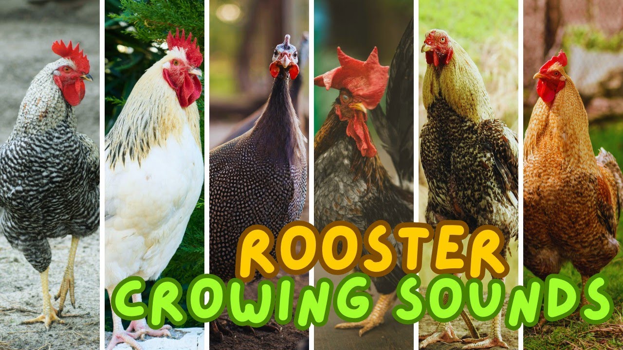 Rooster Crowing Sounds - Roosters crowing comparison - YouTube