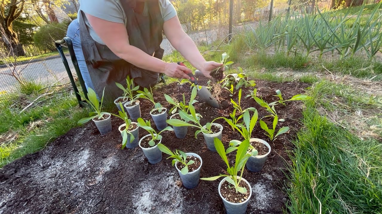 Planting Safflower (1st Video Planting in the Garden This Year) : The ...