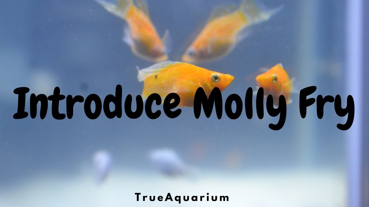 How to Introduce Your Molly Fry into Your Home Aquarium? - 3 Steps to ...