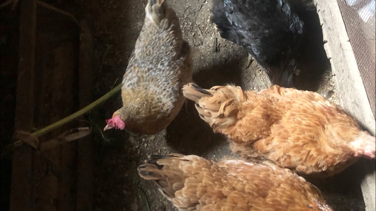 SINARINZIKO MUKUNDA AMAPERA🥰🥰🥰 - YouTube