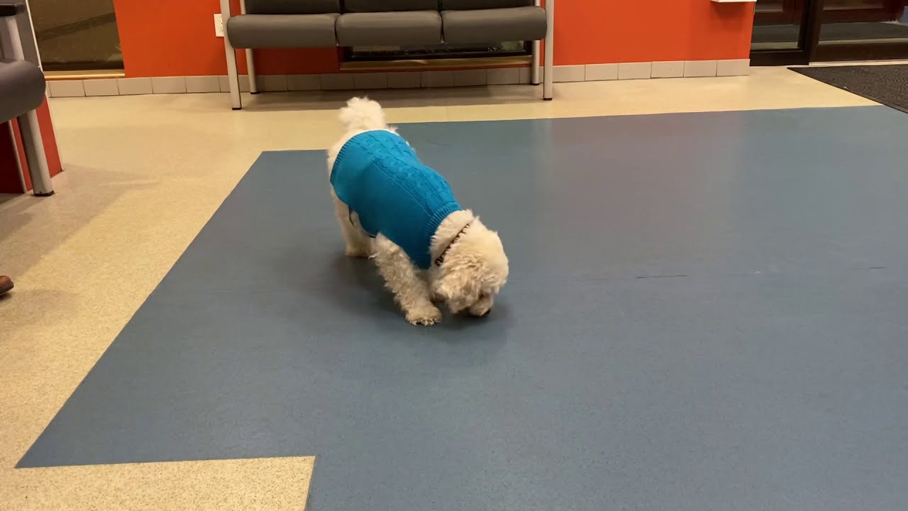 Toronto Veterinary Emergency Hospital - YouTube