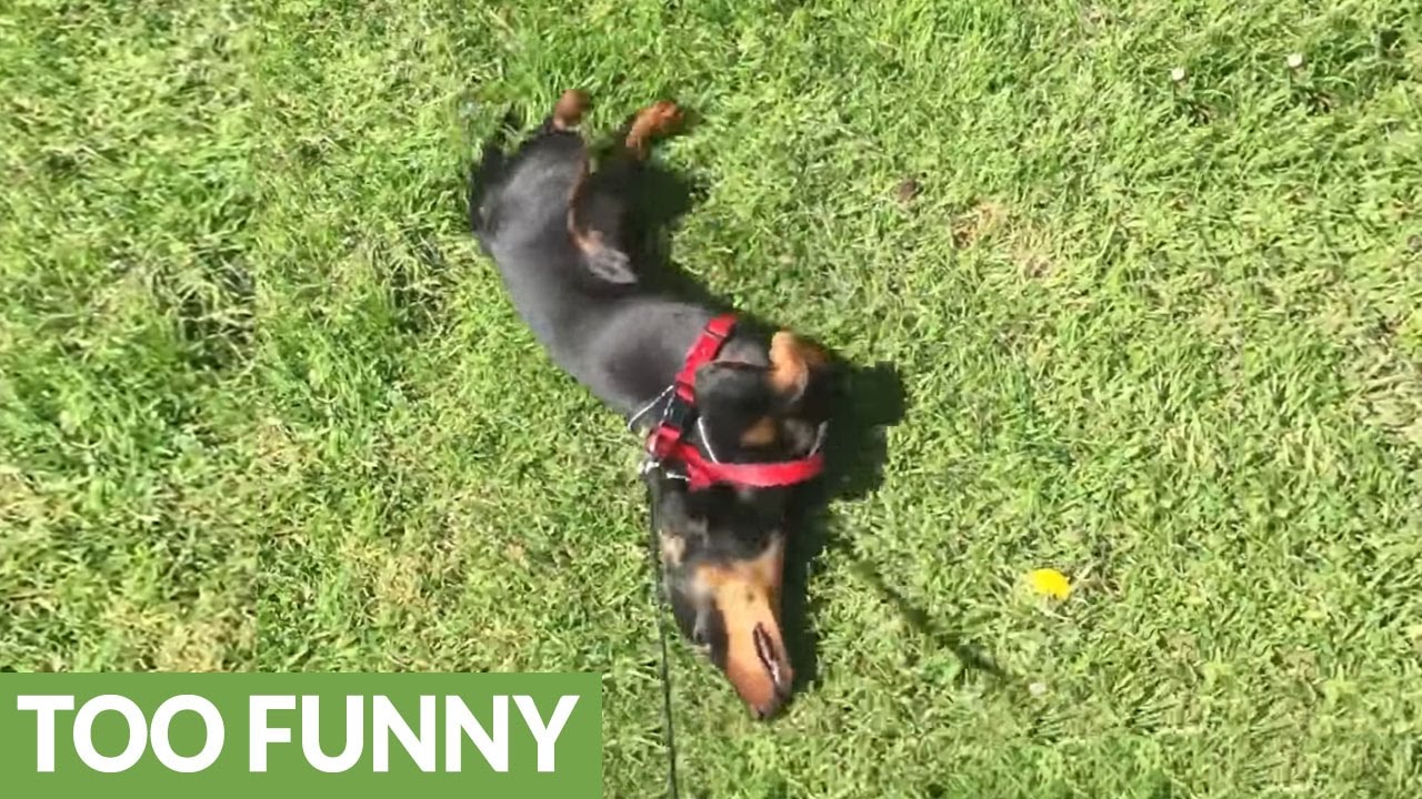 Lazy dog refuses to walk, has to be dragged on leash - YouTube