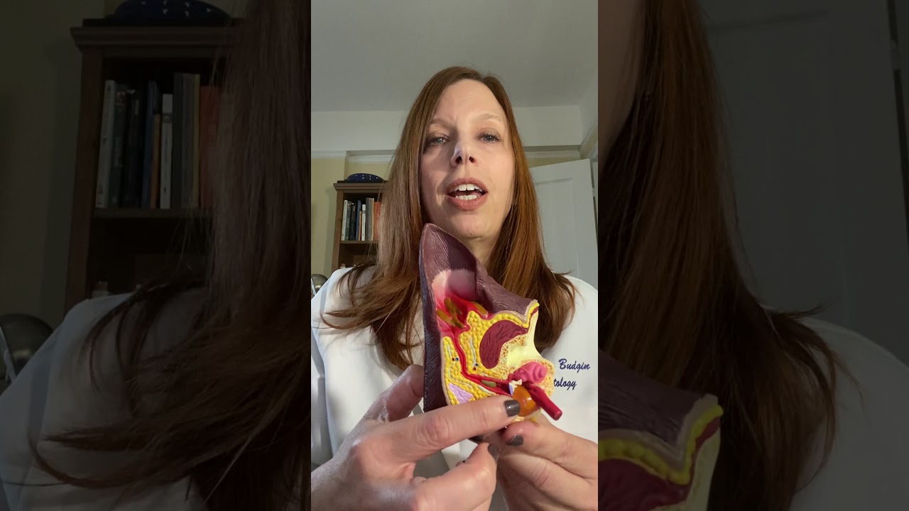 Anatomy of the Canine Ear - YouTube