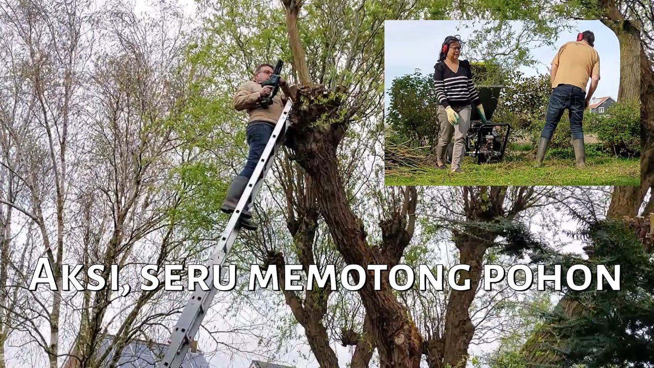Aksi, serunya memotong, mengelolah kayu, ranting untuk kompos. - YouTube