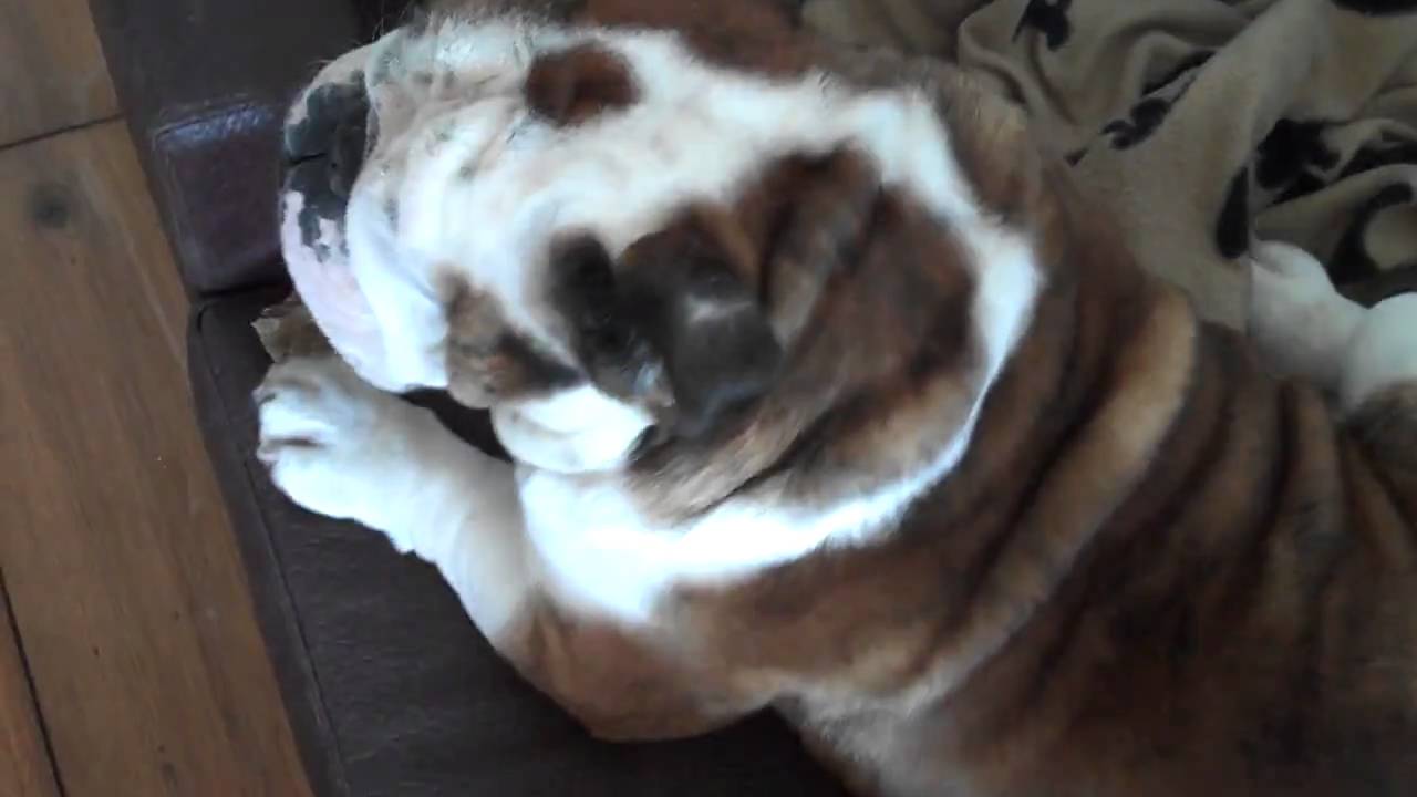 Sam the English Bulldog is to lazy to walk - YouTube