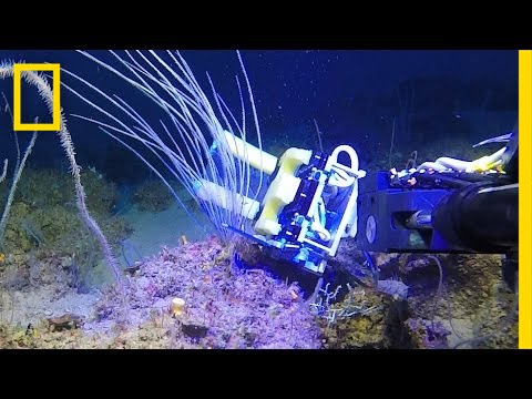 Squishy Robot Fingers: A Breakthrough for Underwater Science | National ...