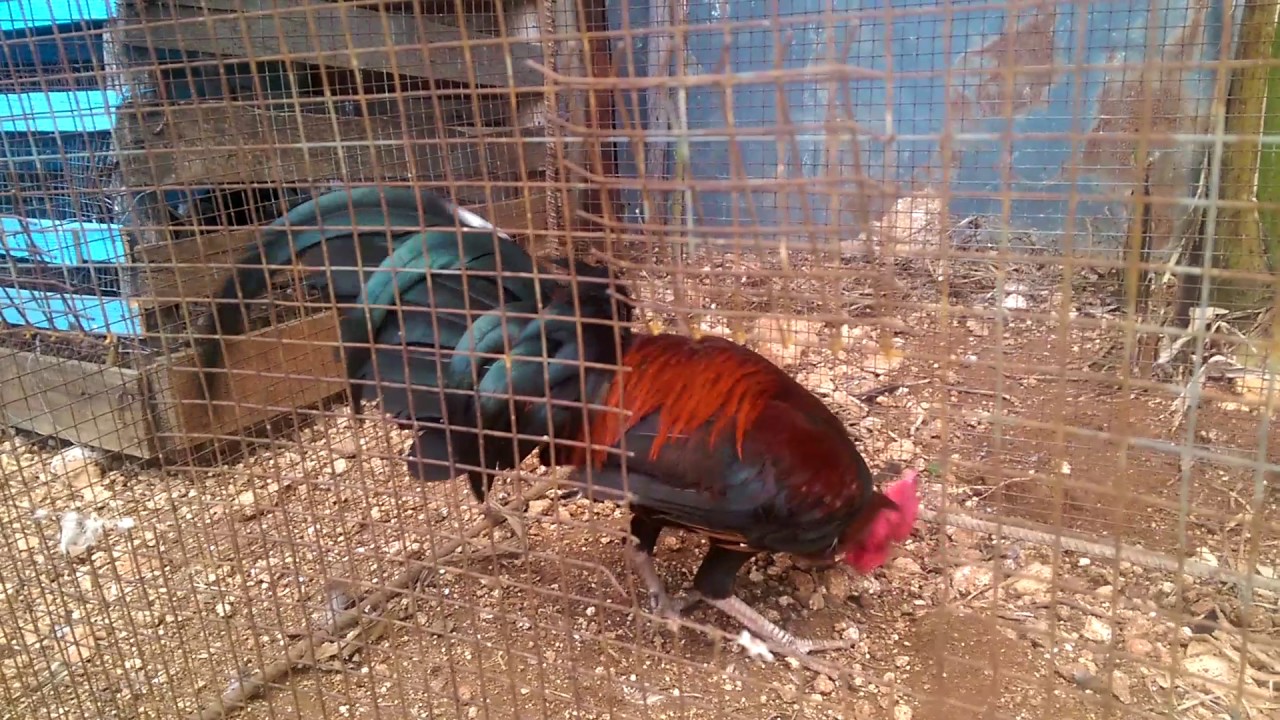 Un pollo mil condiciones pollo bello de la traba - YouTube