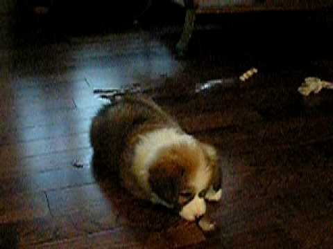 Tucker playing with an ice cube