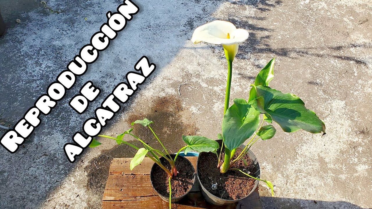 REPRODUCCIÓN por DIVISIÓN de PLANTA ALCATRAZ o CALA DE COLOR - YouTube