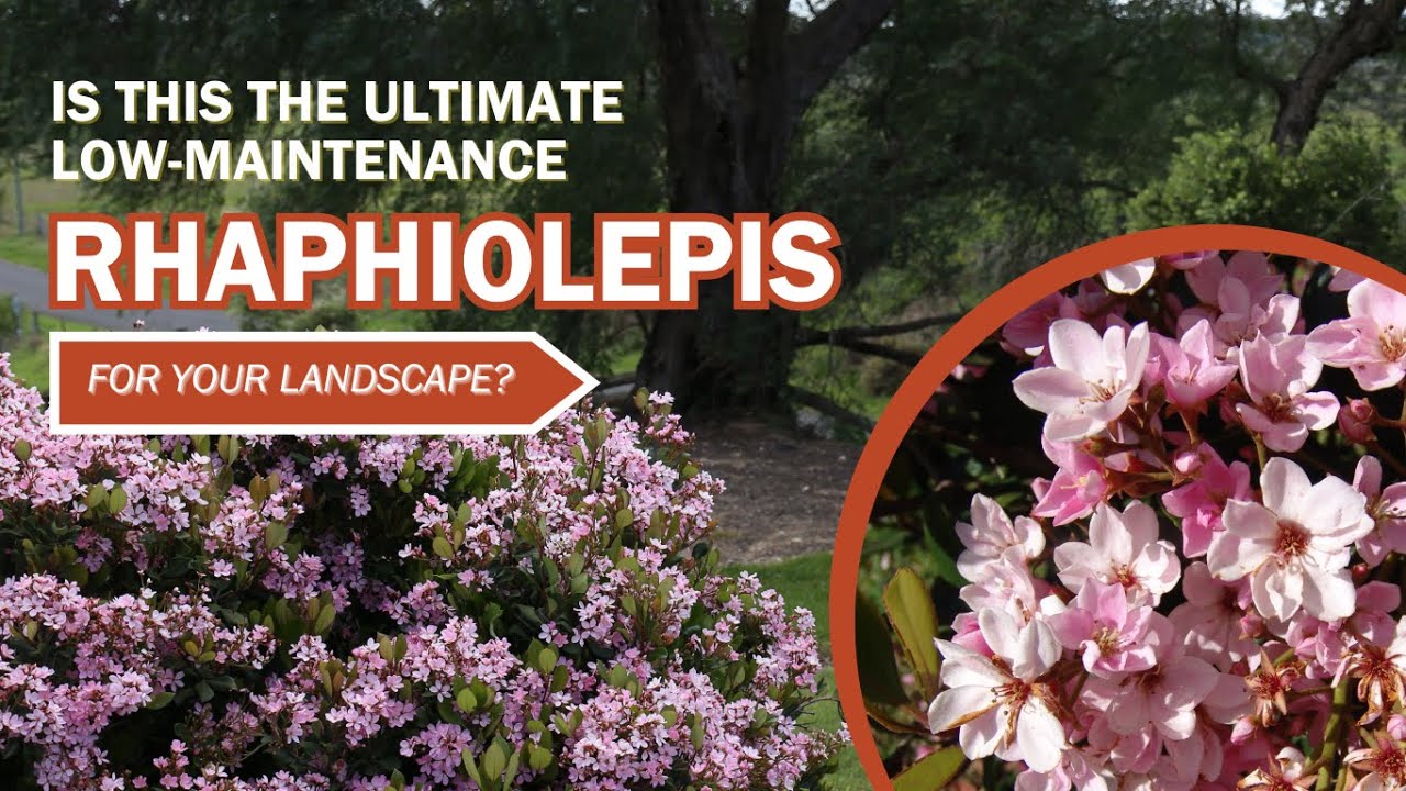 Flourish with Cosmic Pink™: The Ultimate Low-Maintenance Rhaphiolepis ...
