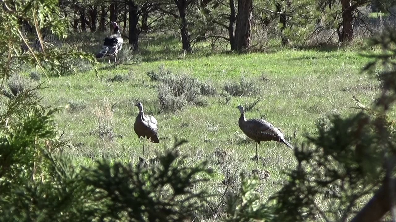 40 Yard Turkey Shot - YouTube